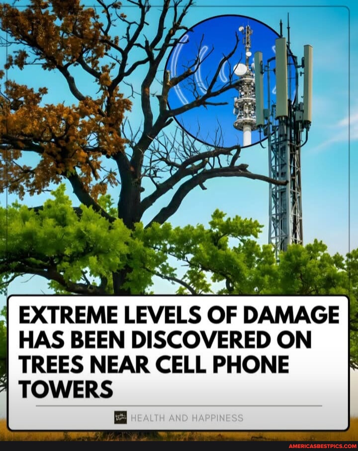 EXTREME LEVELS OF DAMAGE HAS BEEN DISCOVERED ON I TREES NEAR CELL PHONE ...