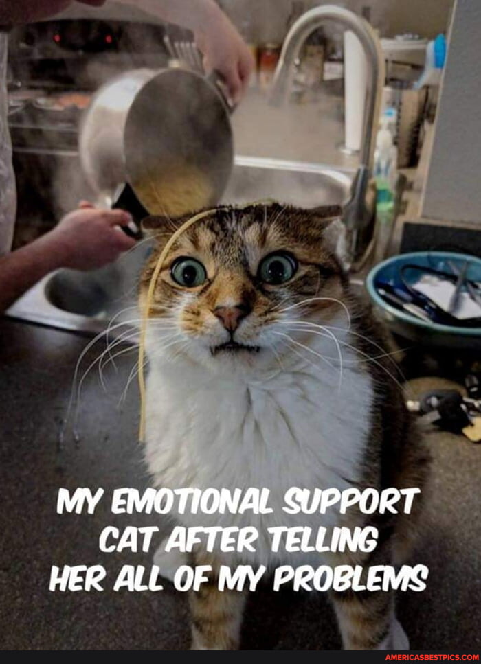 Ot MY EMOTIONAL SUPPORT CAT AFTER TELLING HER ALL OF MY PROBLEMS ...
