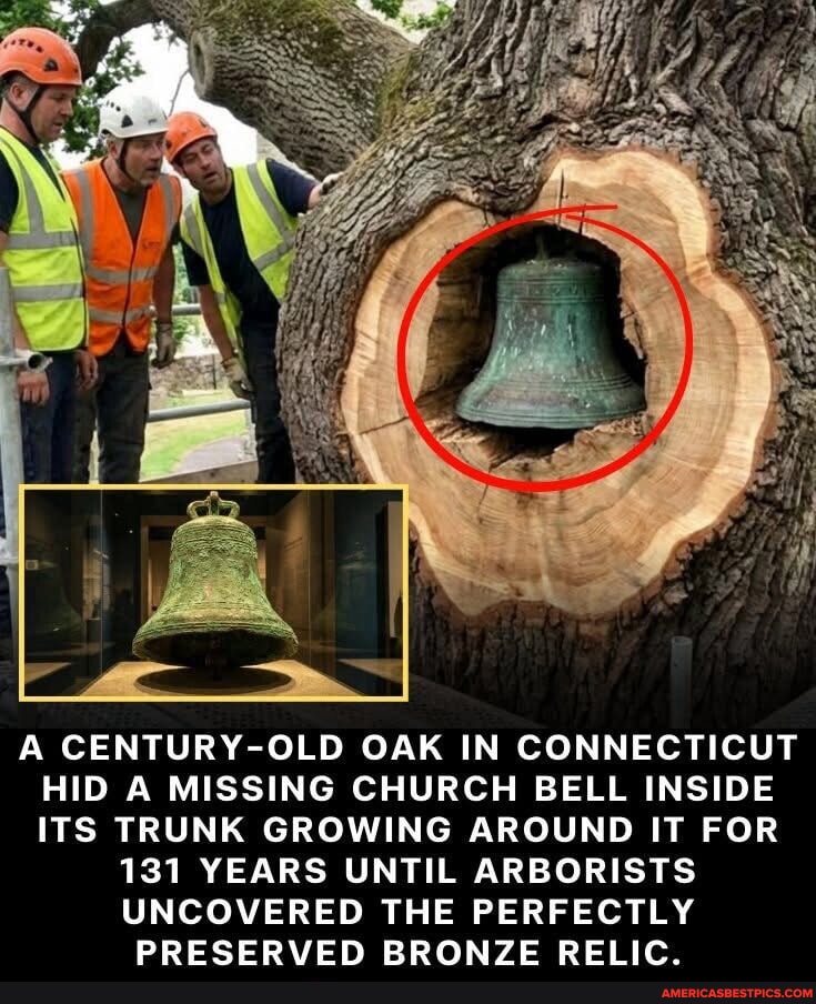 A CENTURY-OLD OAK IN CONNECTICUT HID A MISSING CHURCH BELL INSIDE ITS ...