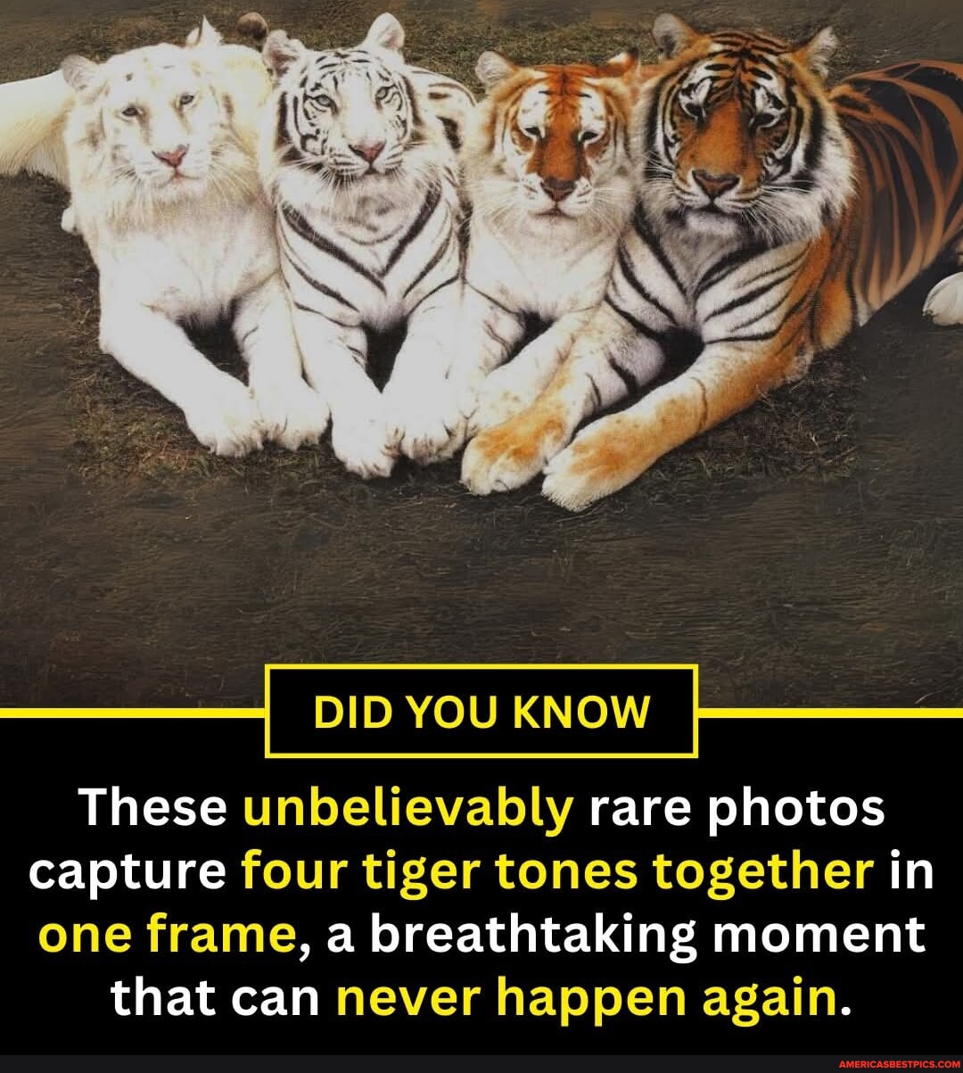 DID YOU KNOW These unbelievably rare photos capture four tiger tones ...