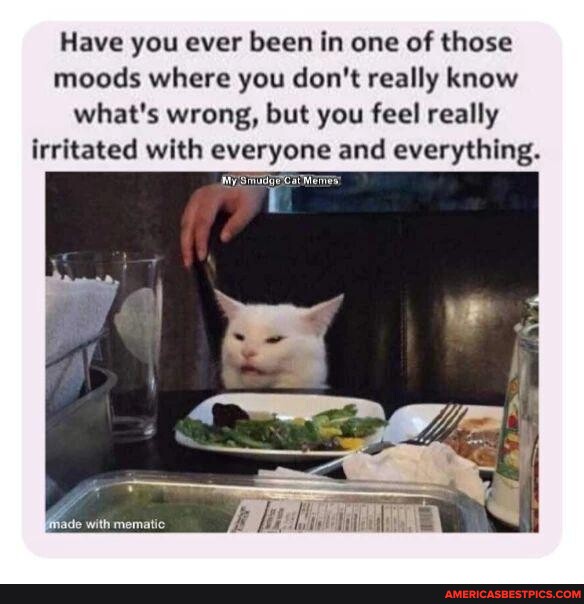 #saladcat #tablecat #smudge #womanyellingatcat #smudgethecat #whitecat ...