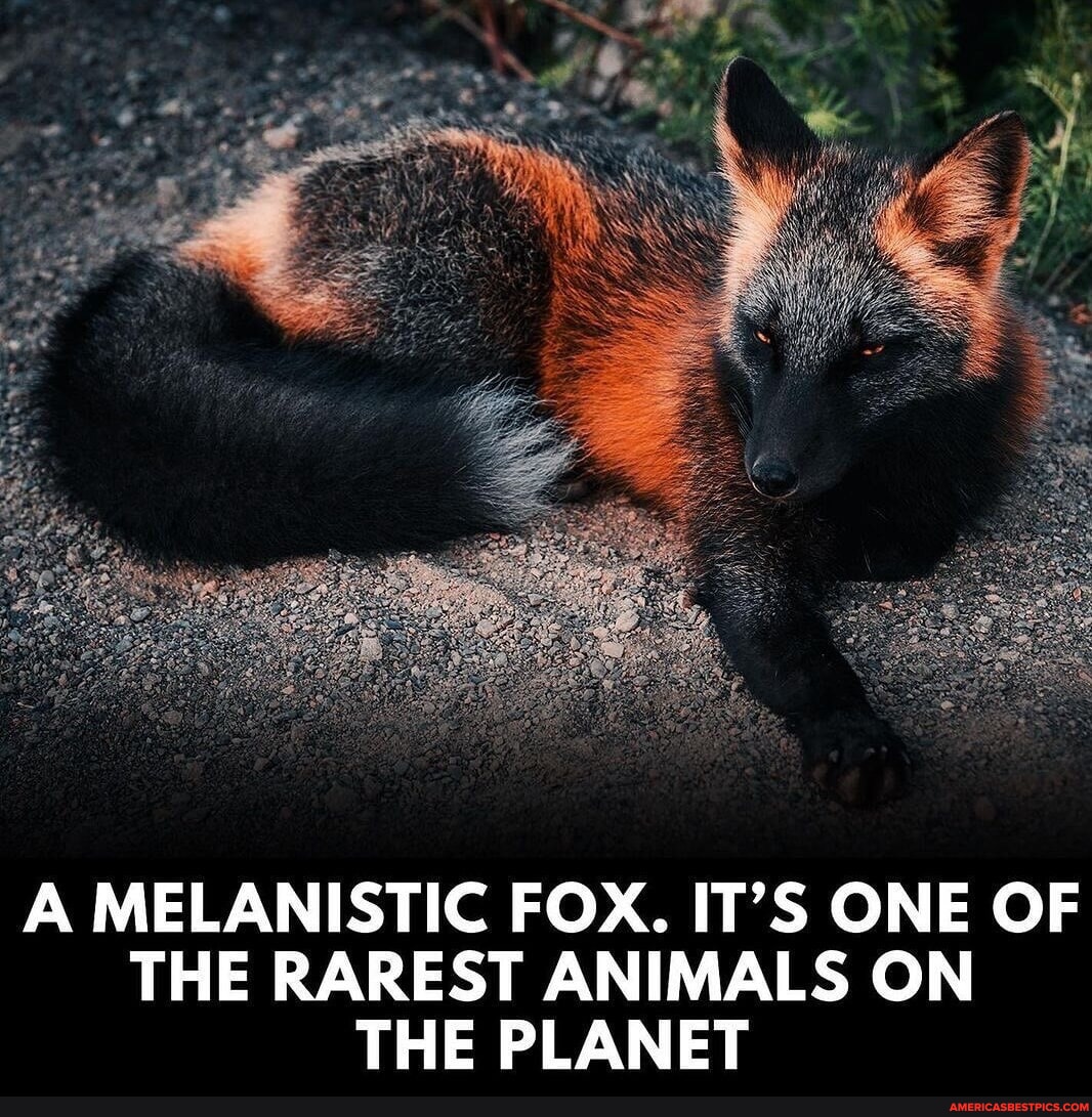 A MELANISTIC FOX. IT'S ONE OF THE RAREST ANIMALS ON THE PLANET ...