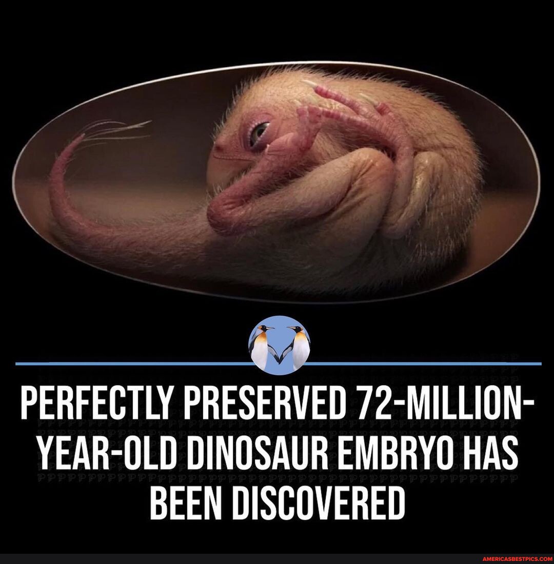 A BABY DINOSAUR PRESERVED IN AN EGG 🥚 Scientists recently discovered a ...