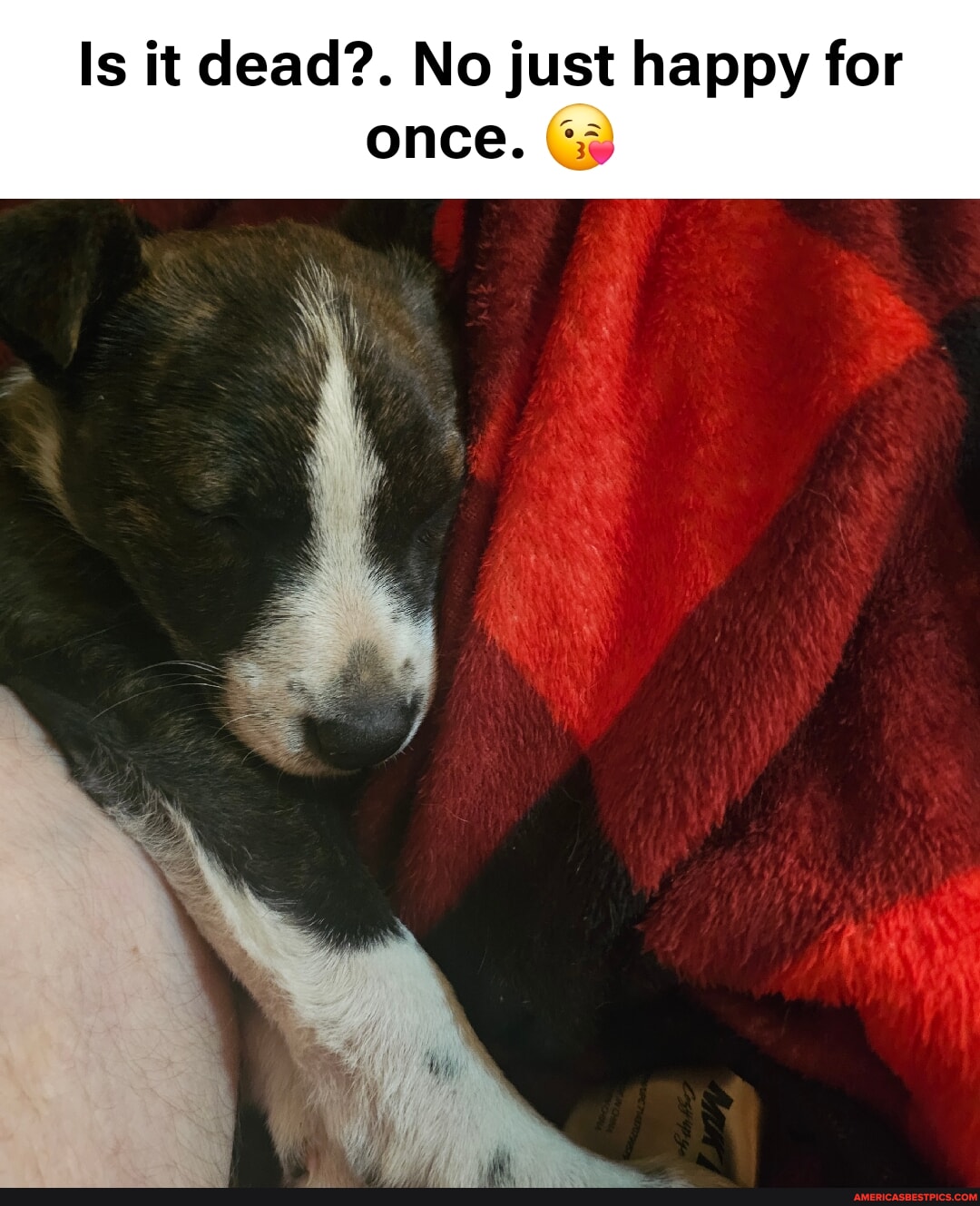 Is it dead?. No just happy for once. - America’s best pics and videos