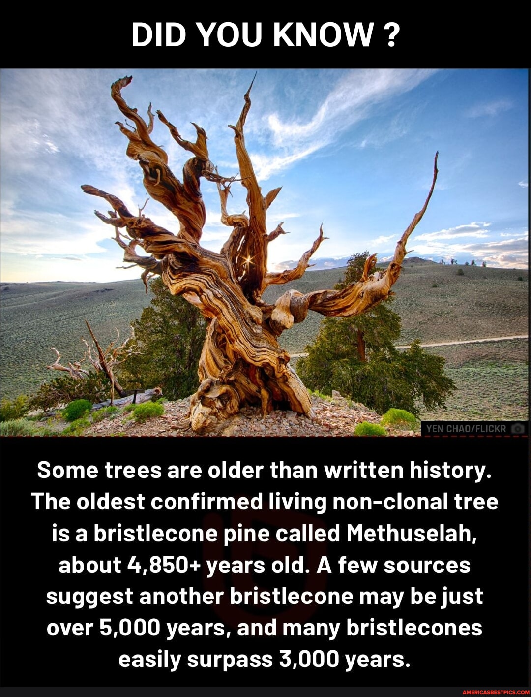 DID YOU KNOW ? Some trees are older than written history. The oldest ...