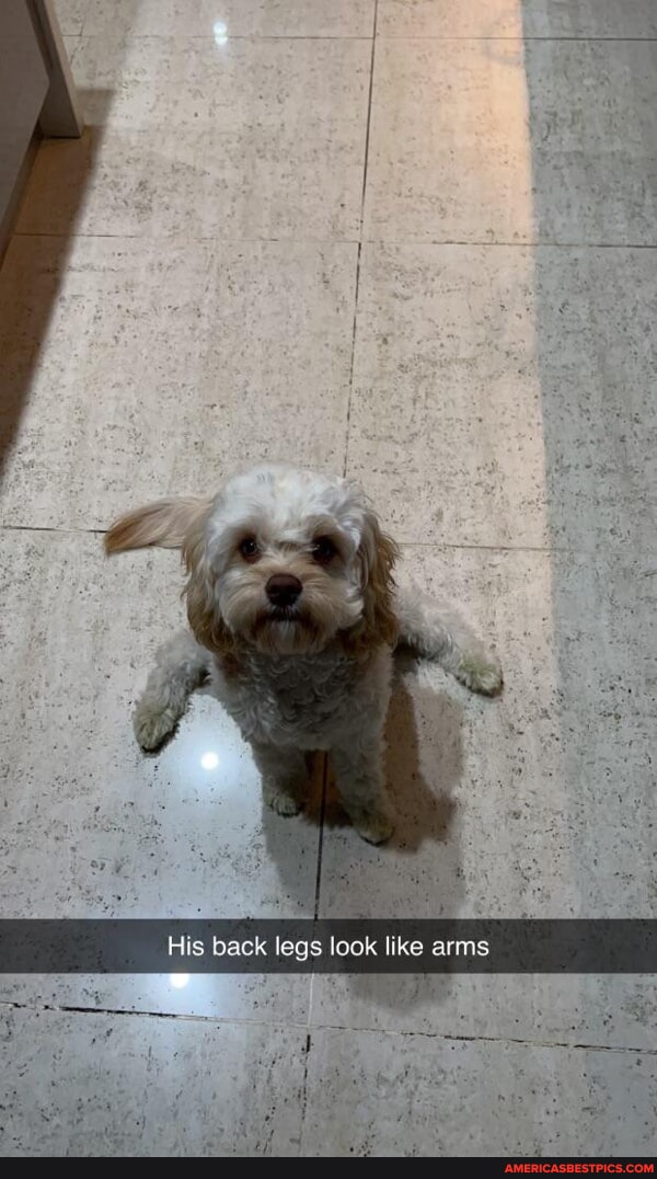 His back legs look like arms - America’s best pics and videos
