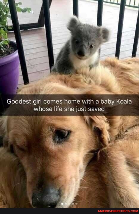 America’s best pics and videos - the best memes, video, gifs and funny ...