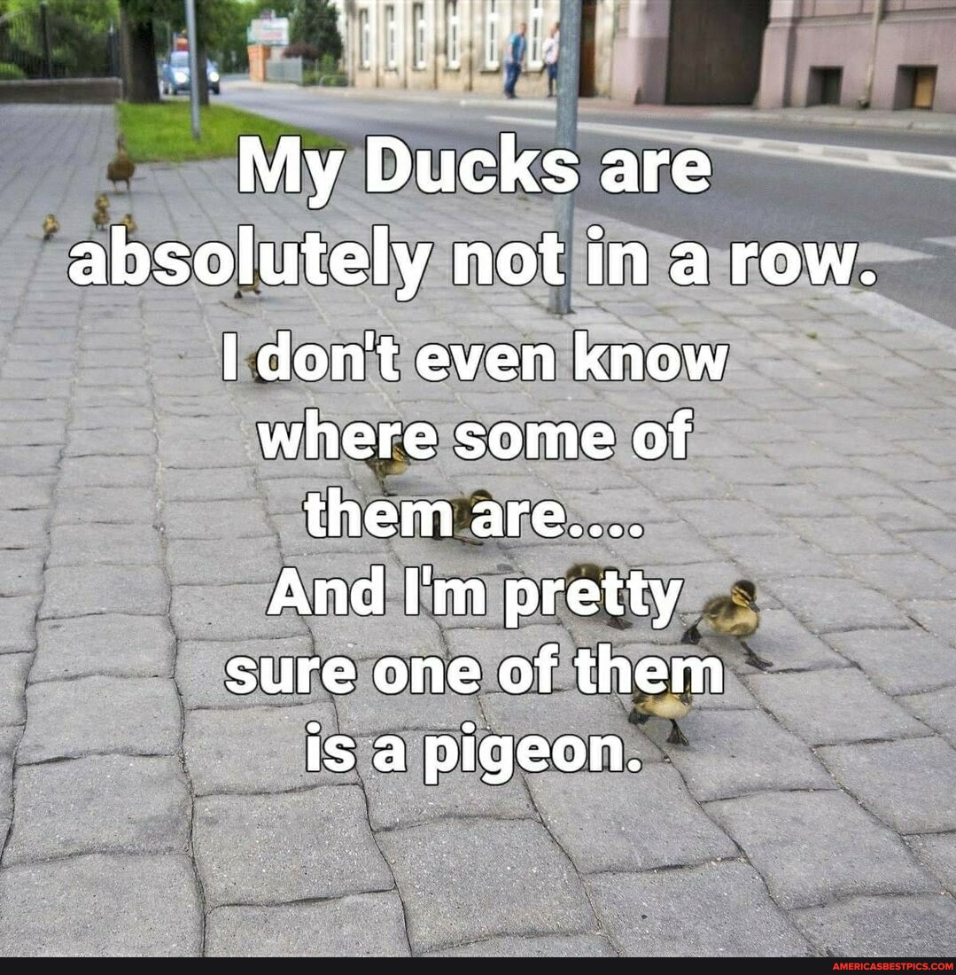My Ducks are absolutely not in a row. I don't even know where some of ...