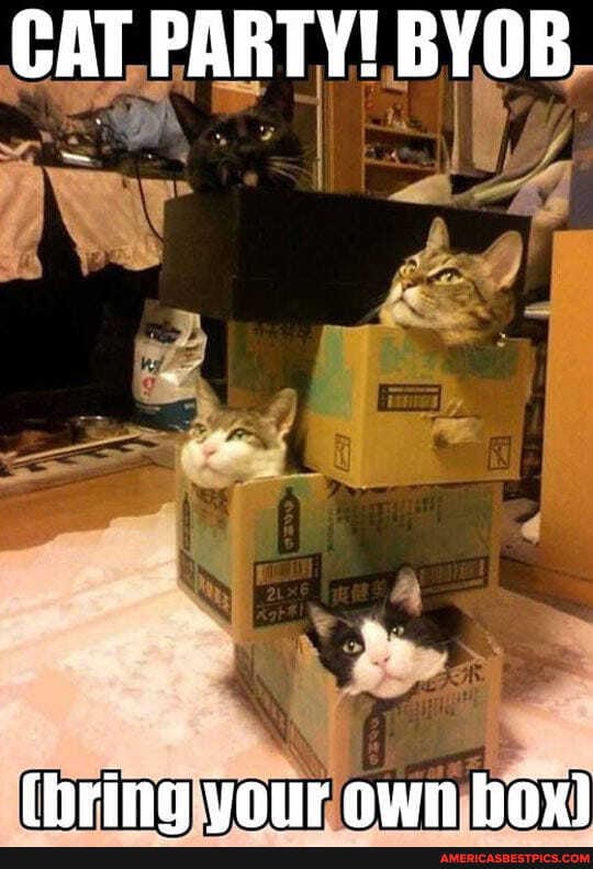 CAT PARTY! BYOB (hring your own hax) - America’s best pics and videos