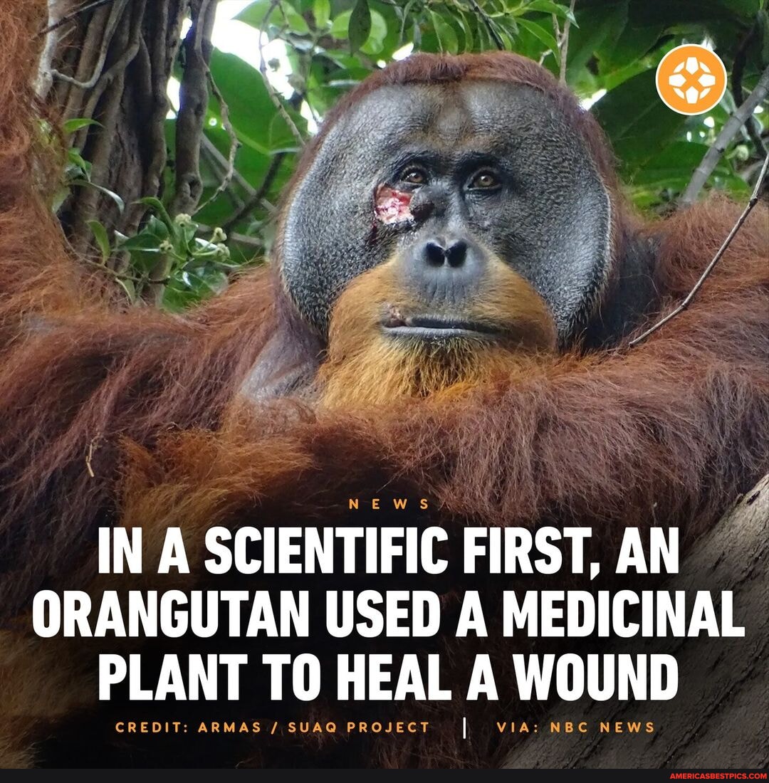 After sustaining injuries in a fight with other orangutans, Rakus ...