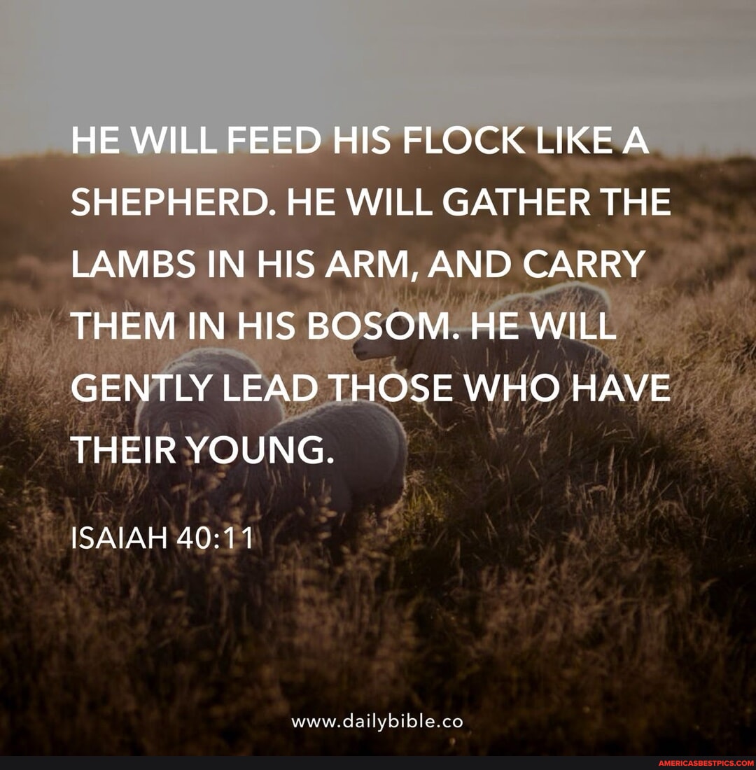 HE WILL FEED HIS FLOCK LIKE A SHEPHERD. HE WILL GATHER THE LAMBS IN HIS ...