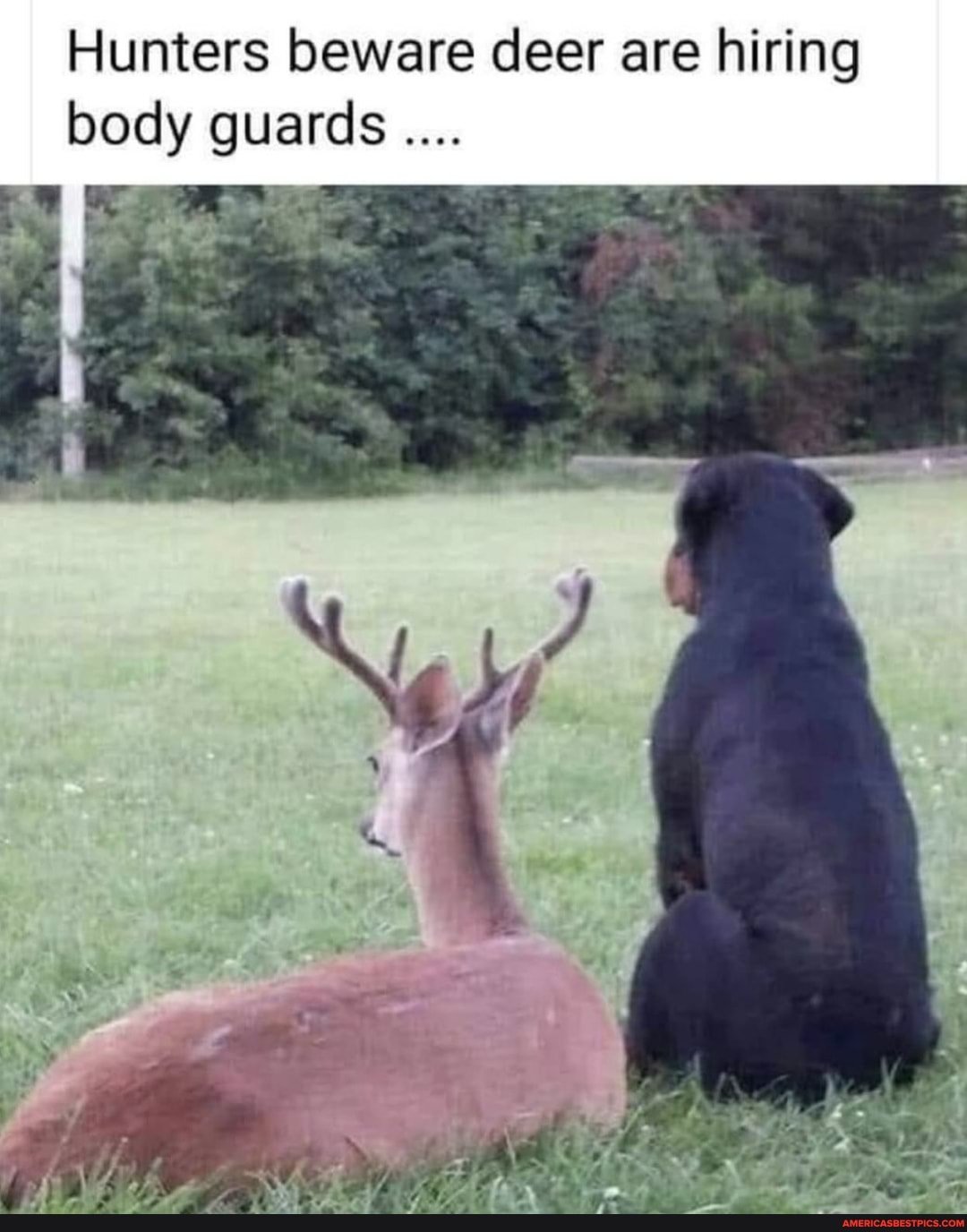 Hunters beware deer are hiring body guards te? - America’s best pics ...