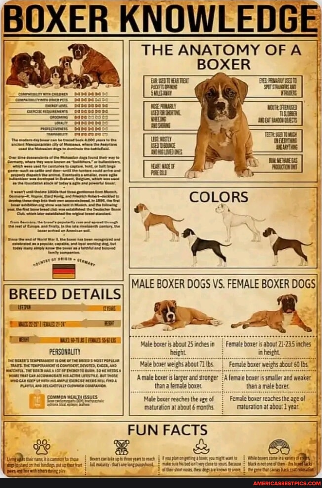 BOXER KNOWLED THE ANATOMY OFA BOXER BREED DETAILS COLORS MALE BOXER ...