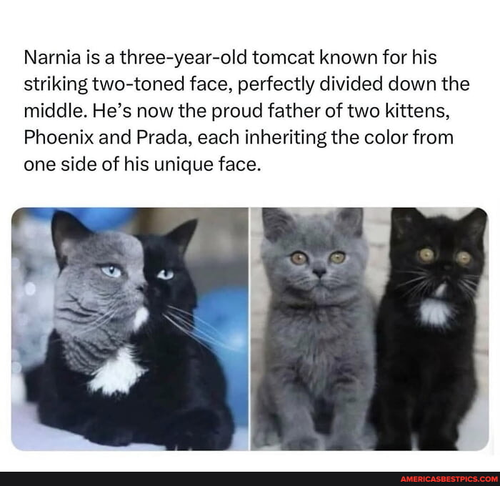 Narnia is a three-year-old tomcat known for his striking two-toned face ...
