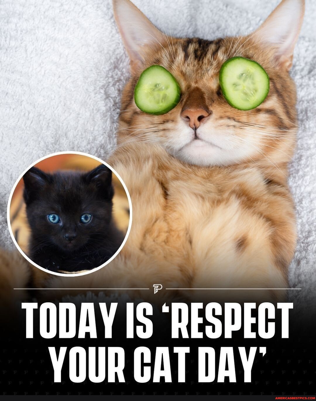 Today is National Respect Your Cat Day. 🐱🤝 ️ Do something respectful ...