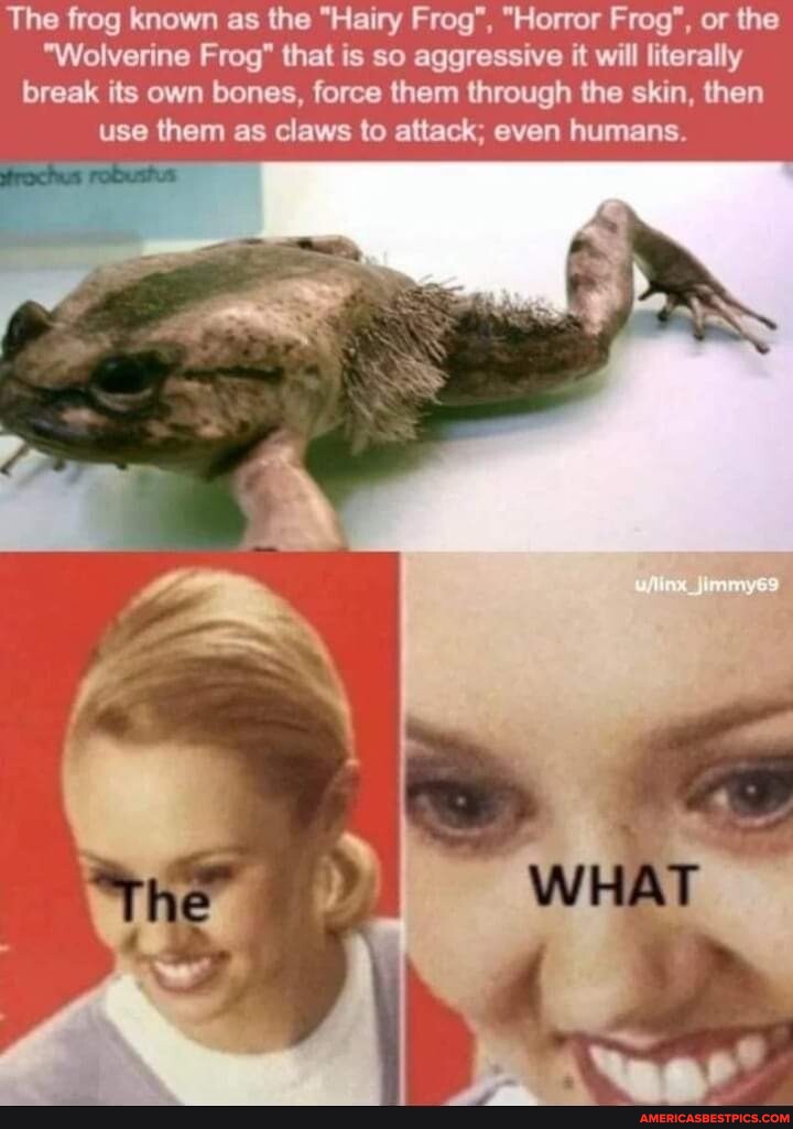 The frog known as the "Hairy Frog", "Horror Frog" or the "Wolverine ...