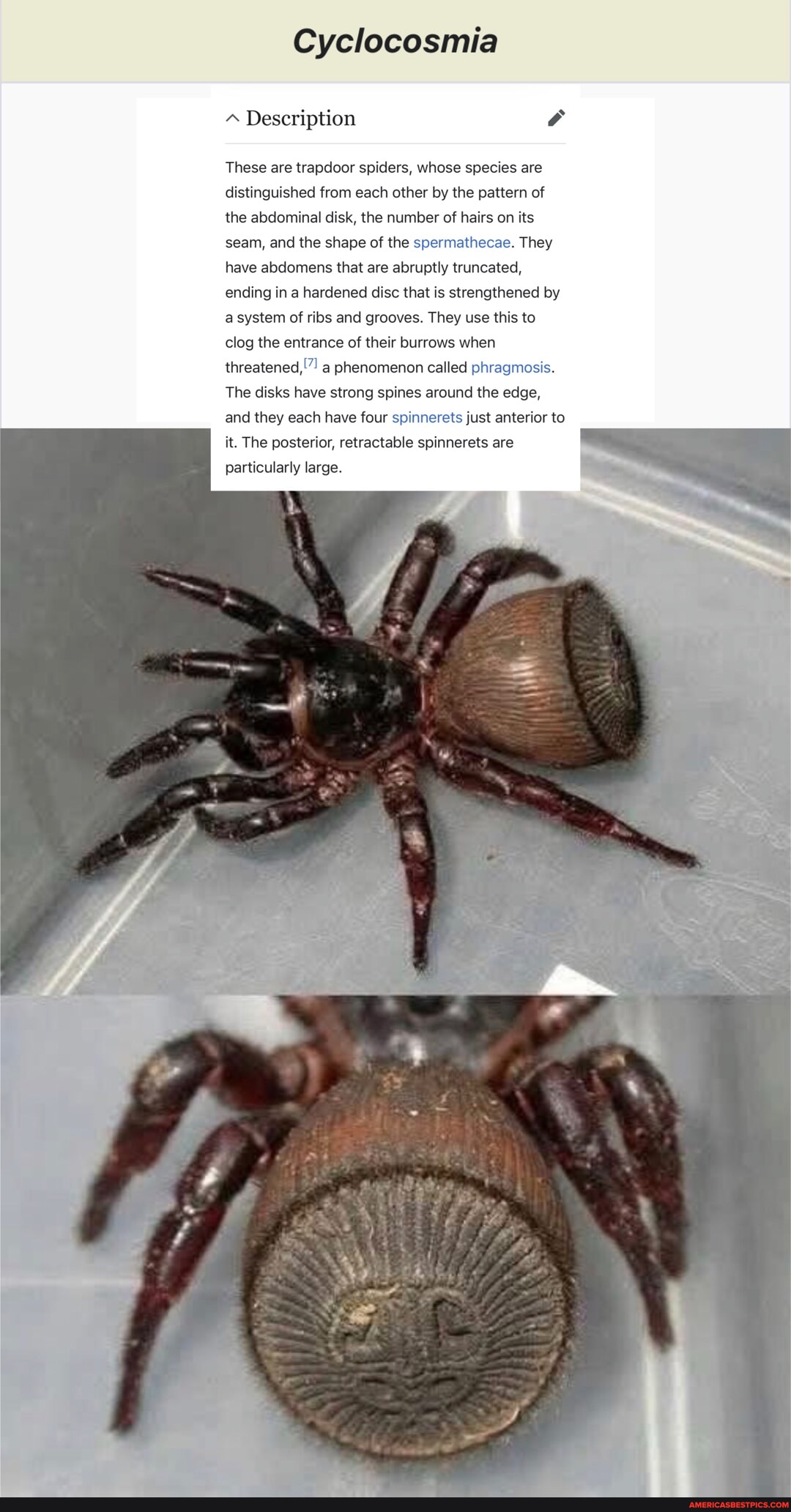 Cyclocosmia Description These are trapdoor spiders, whose species are ...