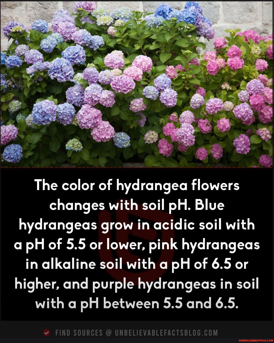 N/A - The color of hydrangea flowers changes with soil pH. Blue ...
