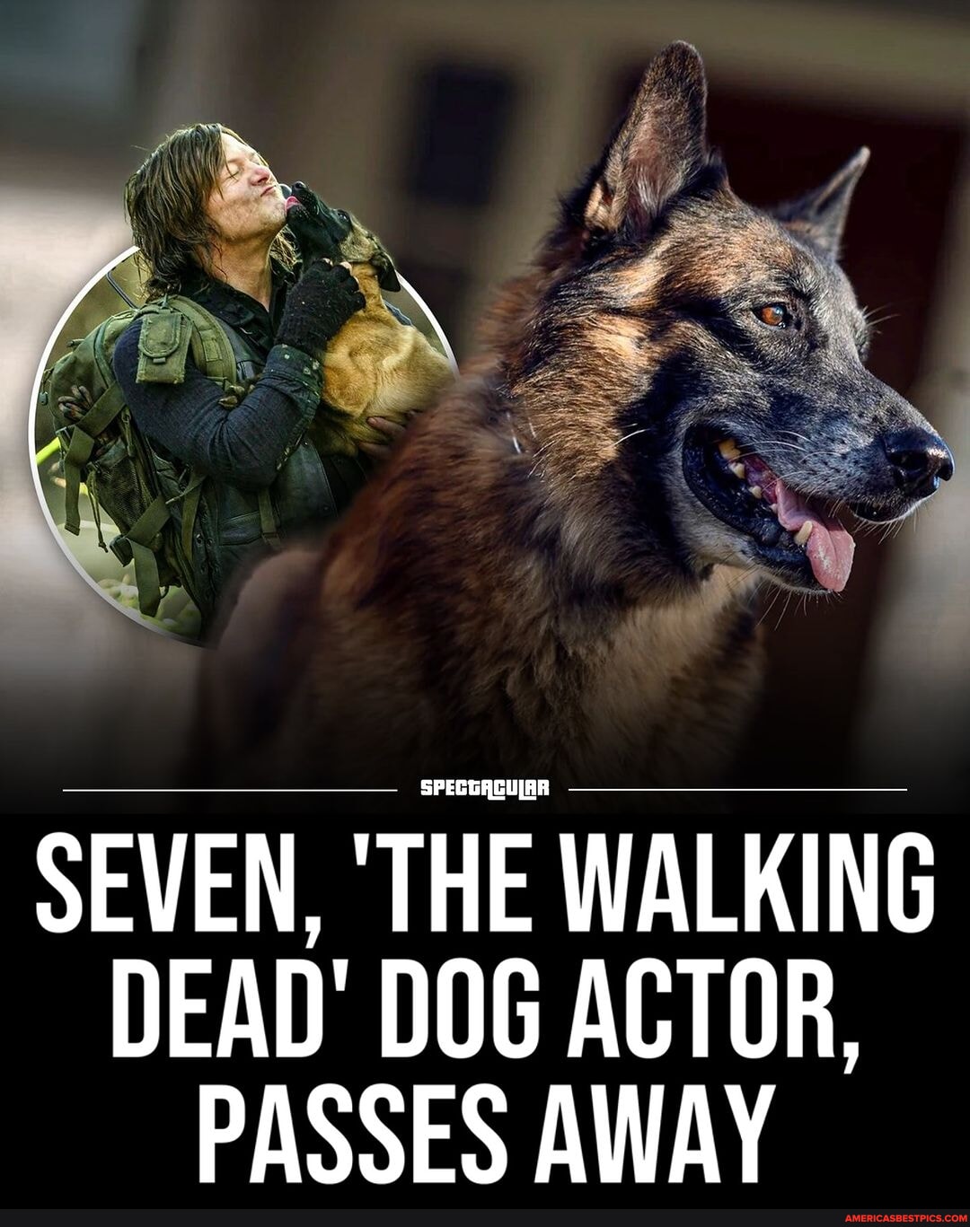 “Seven,” the Belgian Malinois who appeared in 25 episodes of AMC’s “The ...
