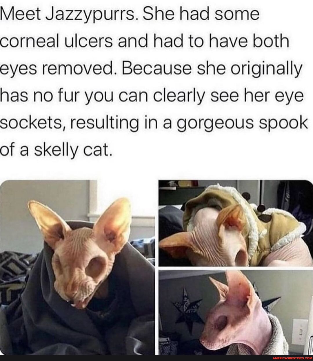 Catmemes catmemesdaily cat kitten instacat catmemesarethebest memecat ...