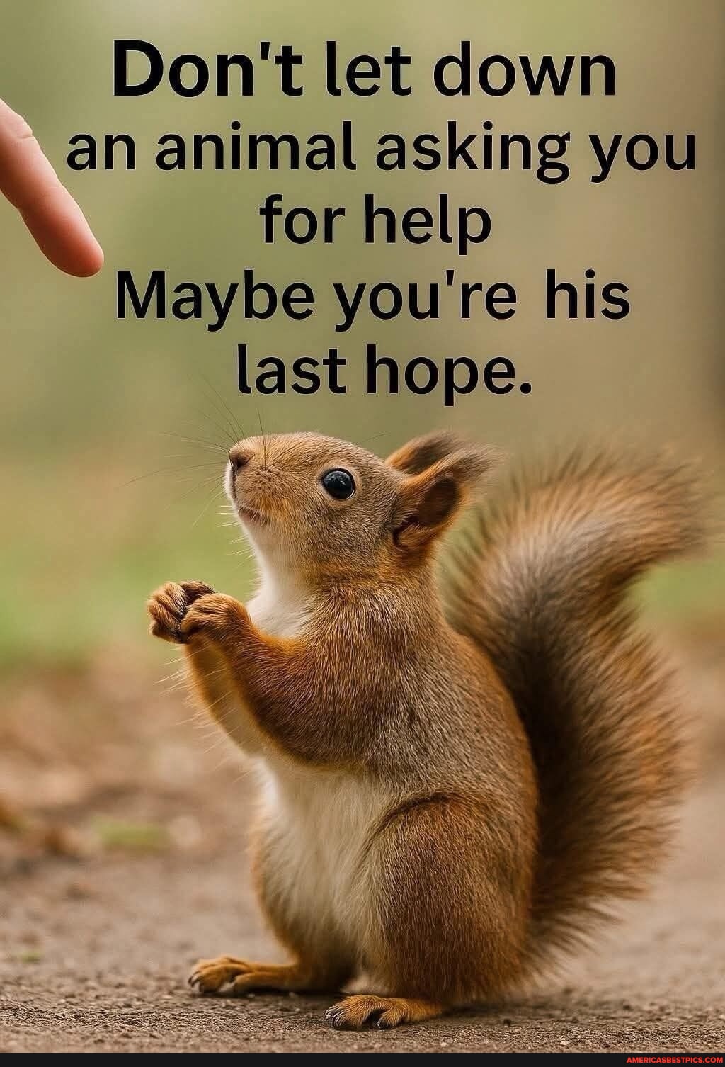Don't let down an animal asking you for help Maybe you're his last hope ...
