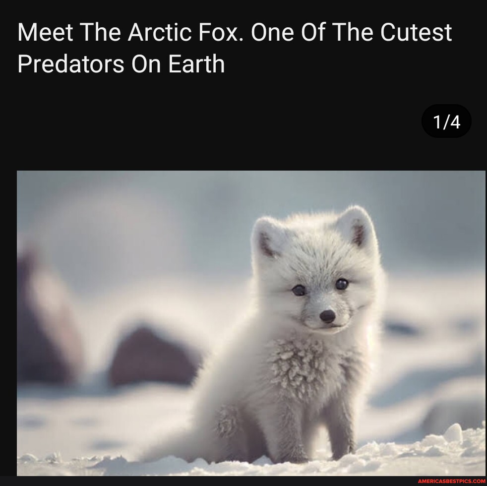 Meet The Arctic Fox. One Of The Cutest Predators On Earth - America’s ...