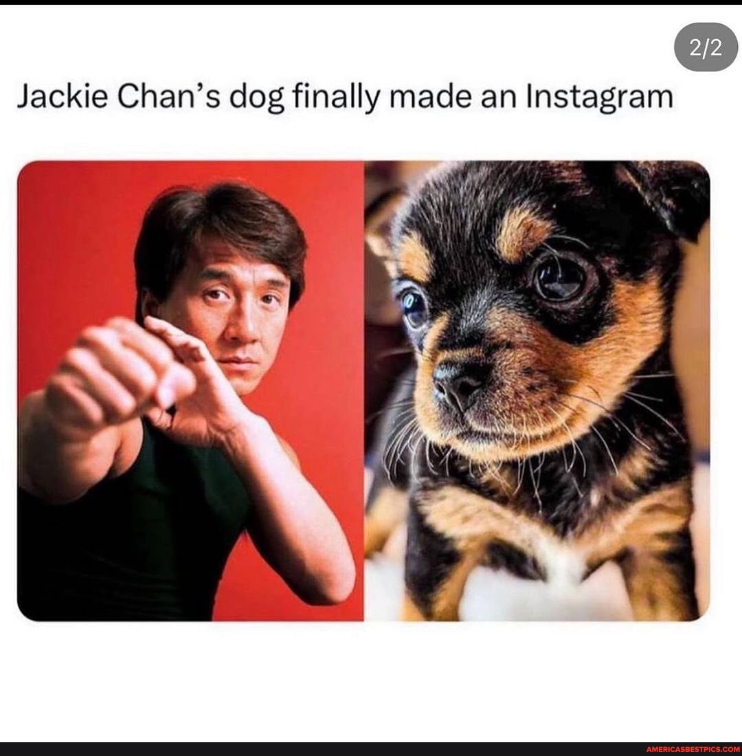 Swipe 👉👉FOUND HIM @lennoxakanox 🐶 - Jackie Chan's dog finally made an ...
