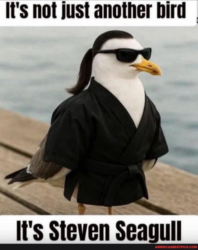 It's not just another bird It's Steven Seagull - America’s best pics ...