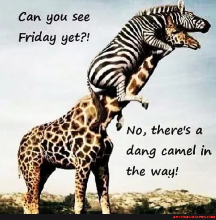 Can you see Friday yet?! No, there's a dang camel in the way! - America ...