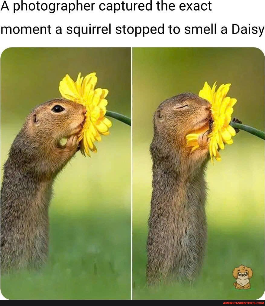 A photographer captured the exact moment a squirrel stopped to smell a ...