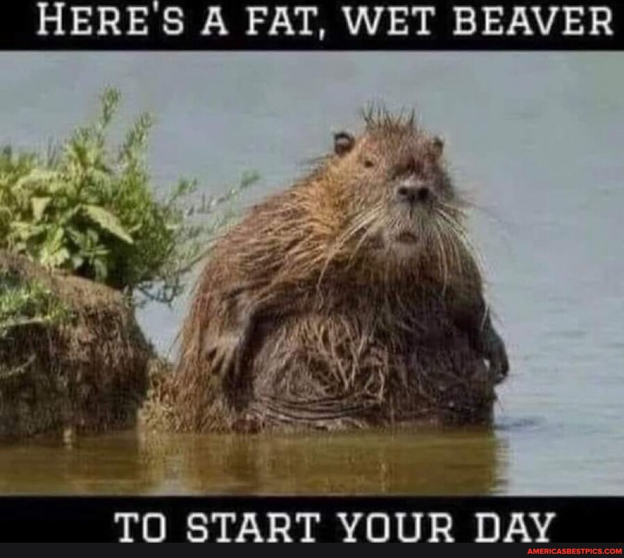 HERE A FAT, WET BEAVER TO START VOUWR DAY - America’s best pics and videos