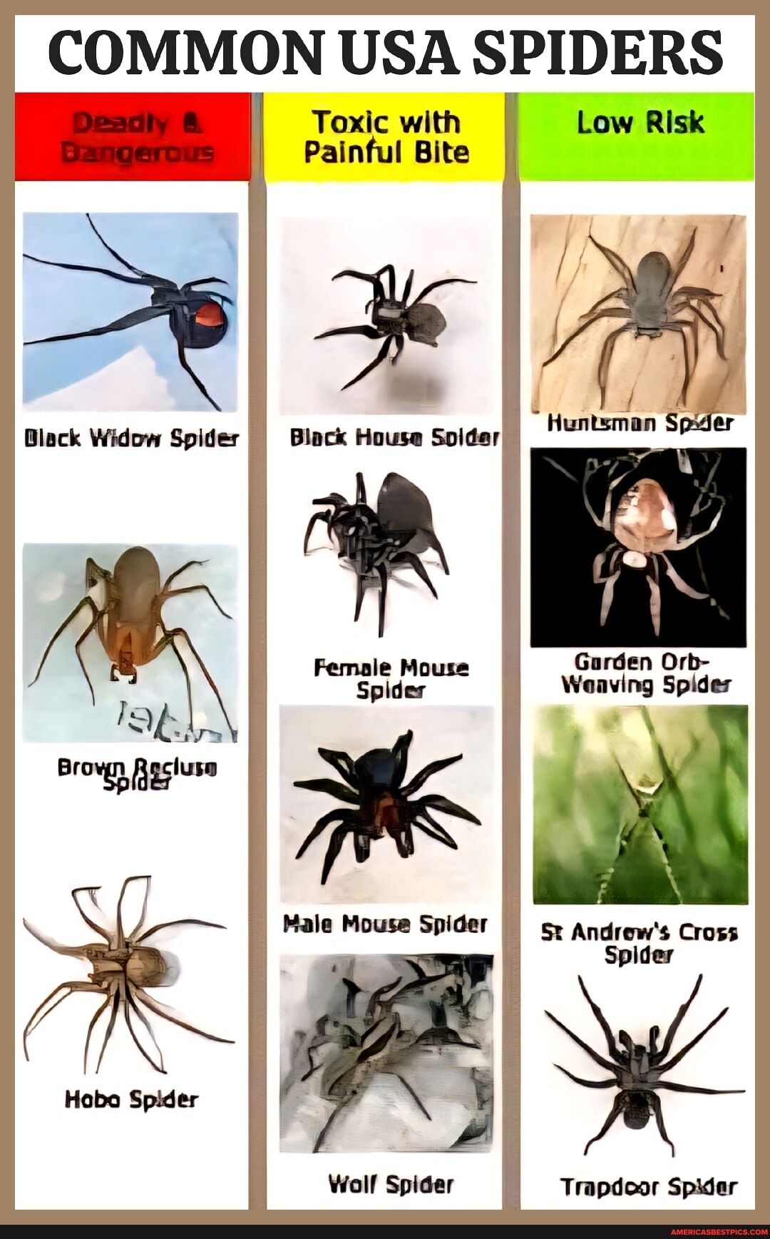 COMMON USA SPIDERS Deacly I Toxic with Low Risk Dangerous Painful Bite ...