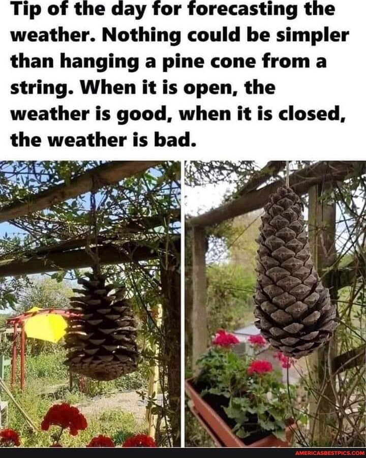 Tip of the day for forecasting the weather. Nothing could be simpler ...