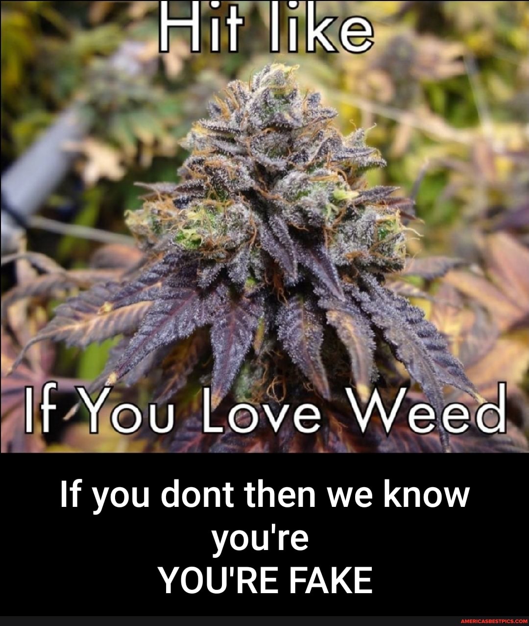 Hit like If You Love Weed If you dont then we know you're YOU'RE FAKE ...