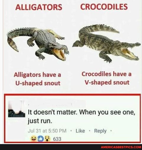 ALLIGATORS CROCODILES Alligators have a Crocodiles have a U-shaped ...