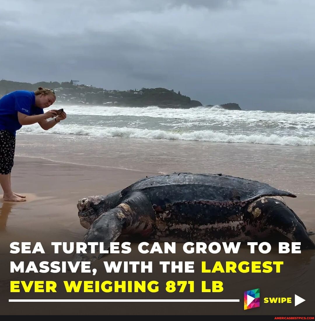 Now that's a big turtle 😳 - SEA TURTLES CAN GROW TO BE MASSIVE, WITH ...