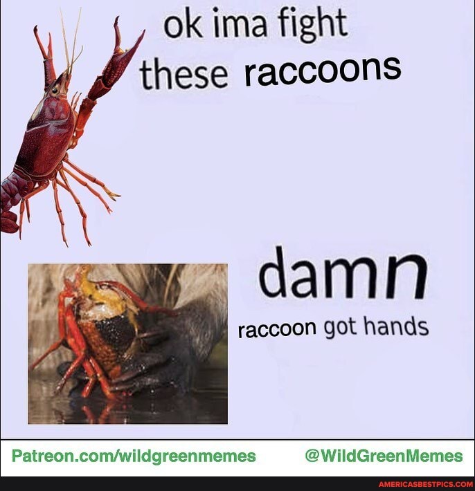 Ok ima fight these raccoons damn raccoon got hands @WildGreenMemes ...