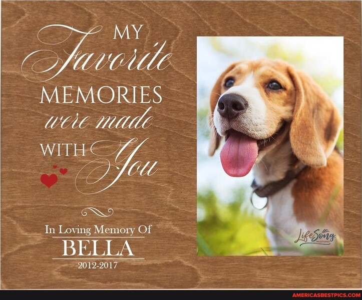 MY MEMORIES WITH NS?) In Loving Memory Of BELLA 2012-2017 - America’s ...