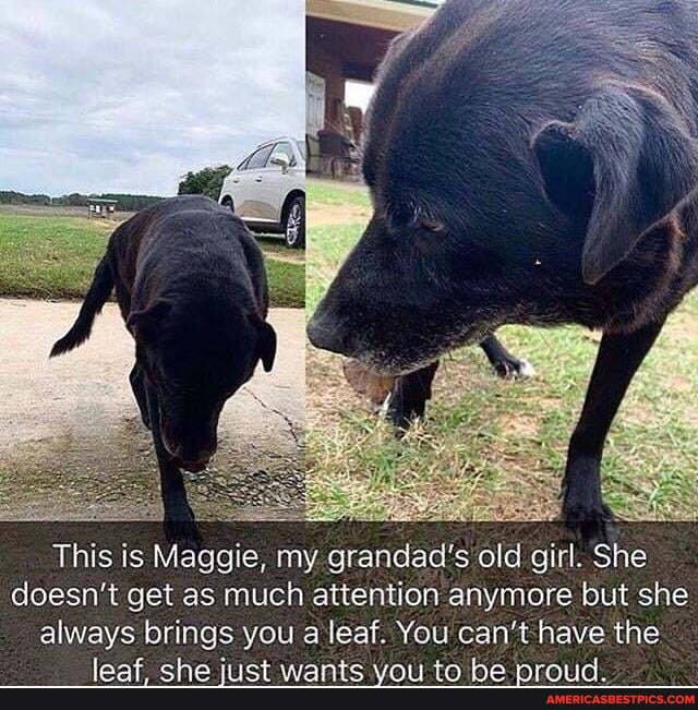 This is Maggie, my grandad's old girl. She doesn't get as much ...