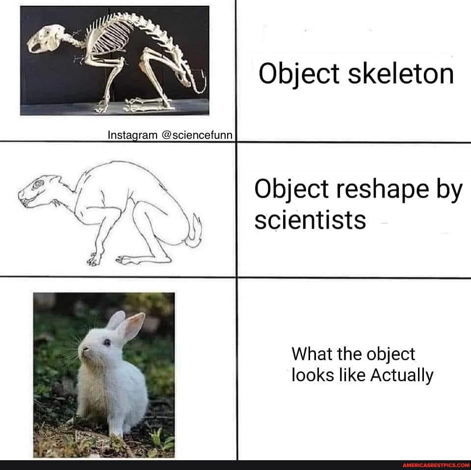 I Object skeleton Object reshape by scientists What the object looks ...