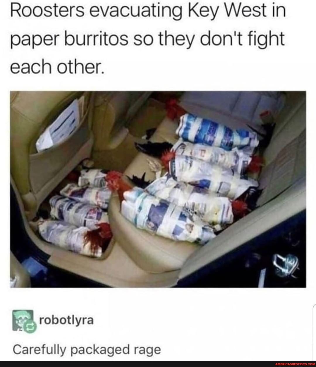 Roosters evacuating Key West in paper burritos so they don't fight each ...