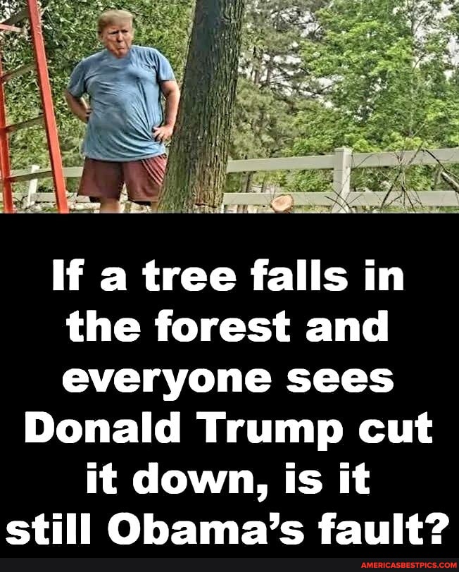 If a tree falls in the forest and everyone sees Donald Trump cut it ...