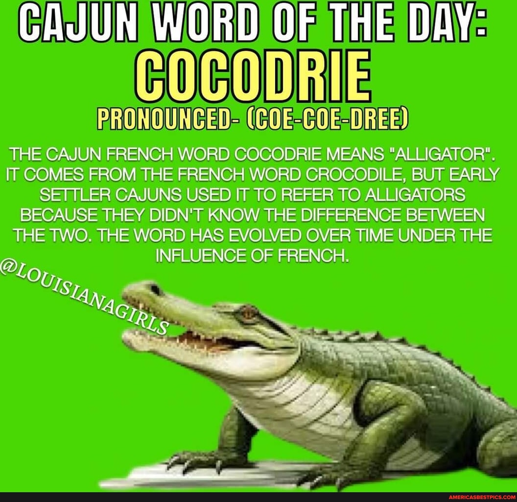 CAJUN WORD OF THE DAY: THE CAJUN FRENCH WORD COCODRIE MEANS "ALLIGATOR ...
