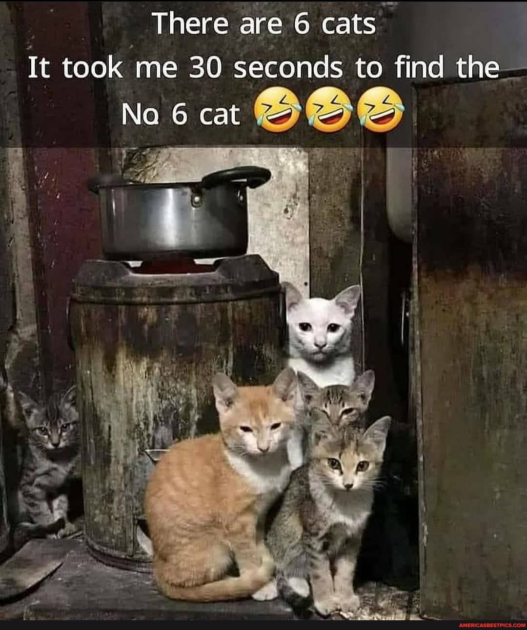 There are 6 cats" It took me 30 seconds to find the - Na 6 cat 2680 ...