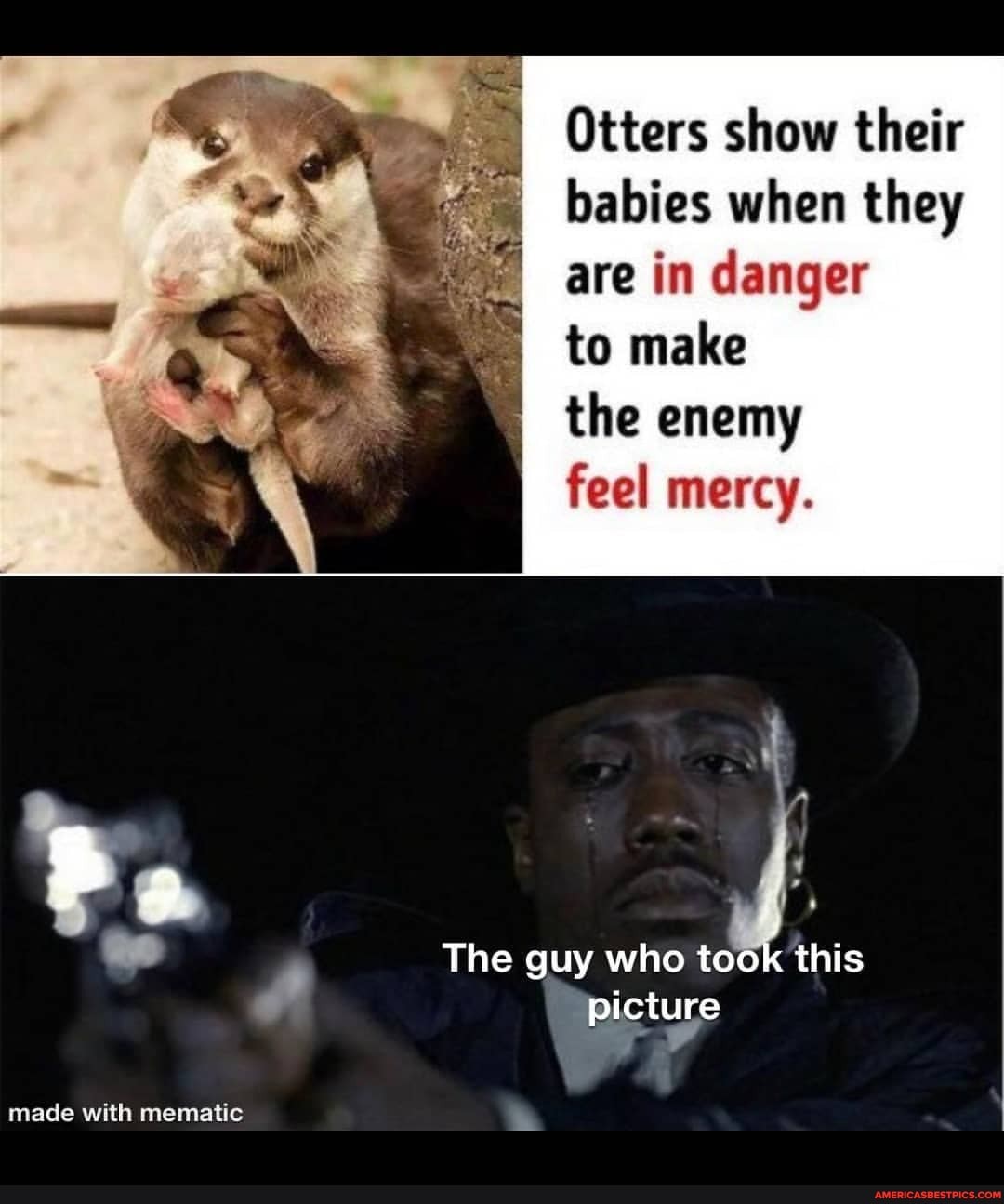 Otters show their babies when they are in danger to make the enemy feel ...