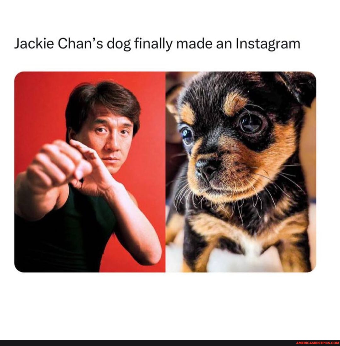 Swipe 👉👉 FOUND HIM @lennoxakanox 🐶 - Jackie Chan's dog finally made an ...
