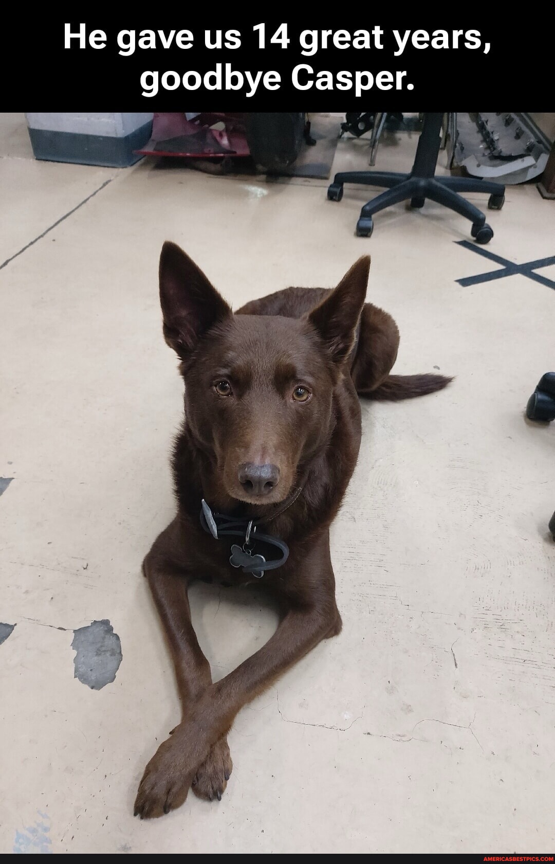 He gave us 14 great years, goodbye Casper. - America’s best pics and videos