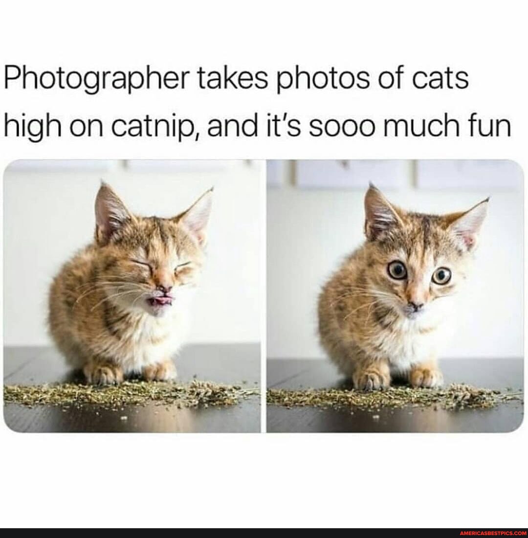 These are hilarious 😂(@iamthecatphotographer) - Photographer takes ...
