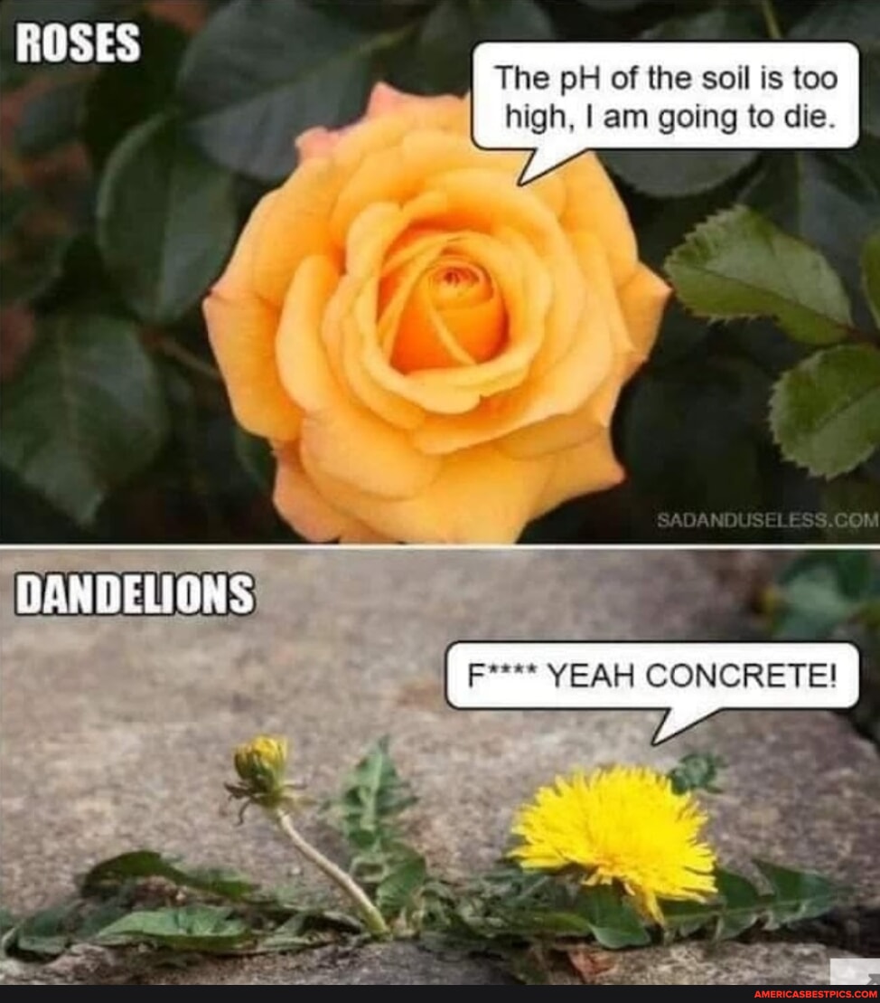 OSES The pH of the soil is too high, I am going to die. US DANDELIONS ...