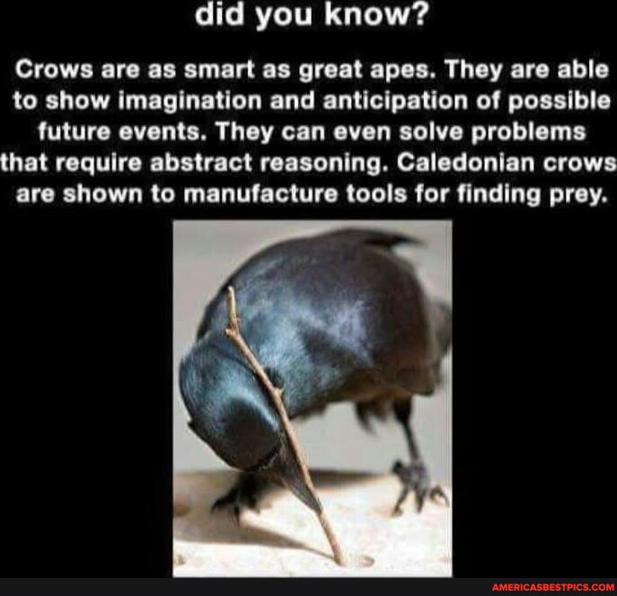 Did you know? Crows are as smart as great apes. They are able to show ...